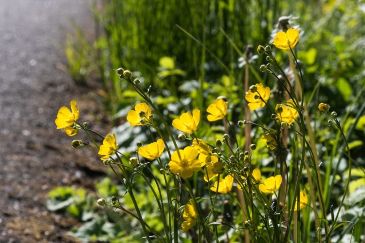 Viktiga miljöer för vildbin identifieras med geografiska analyser